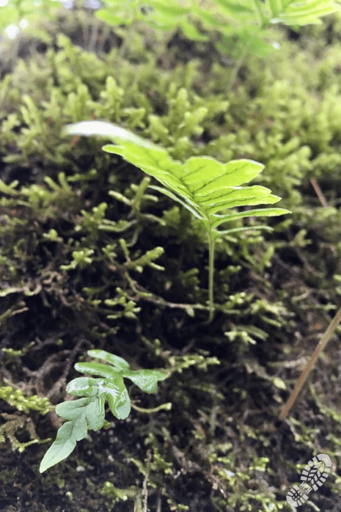 December 2019 – Canemah Bluff Nature Park | Hikes from Home